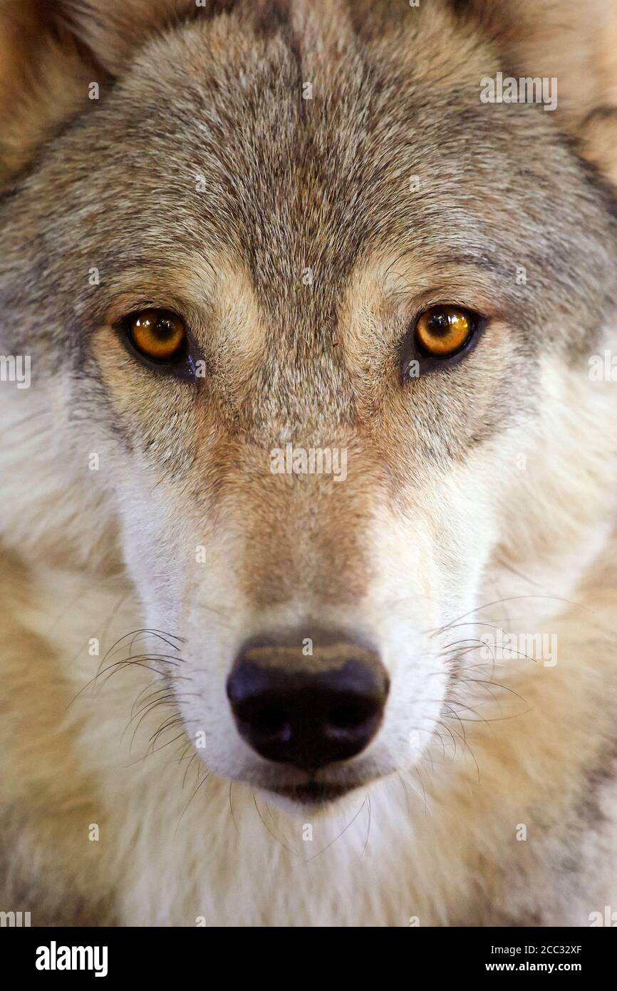 Wolves staring hi-res stock photography and images - Alamy