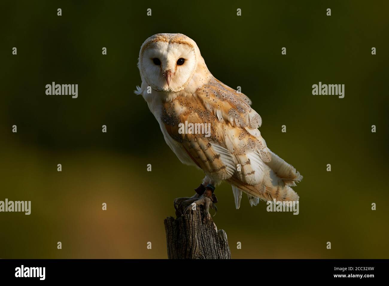 Animal wild bird owl barn sunset hi-res stock photography and images ...