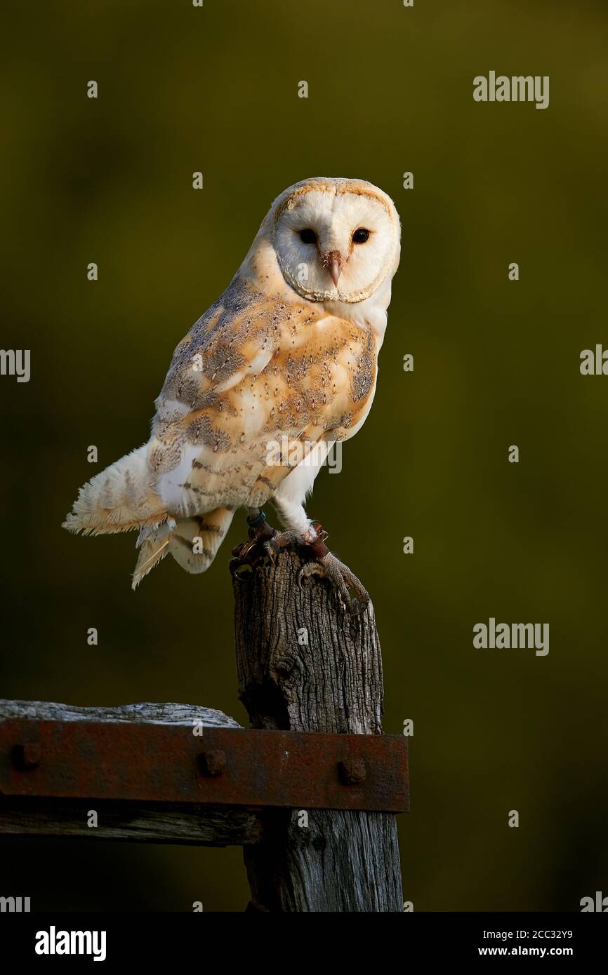 Barn owl plumage hi-res stock photography and images - Alamy