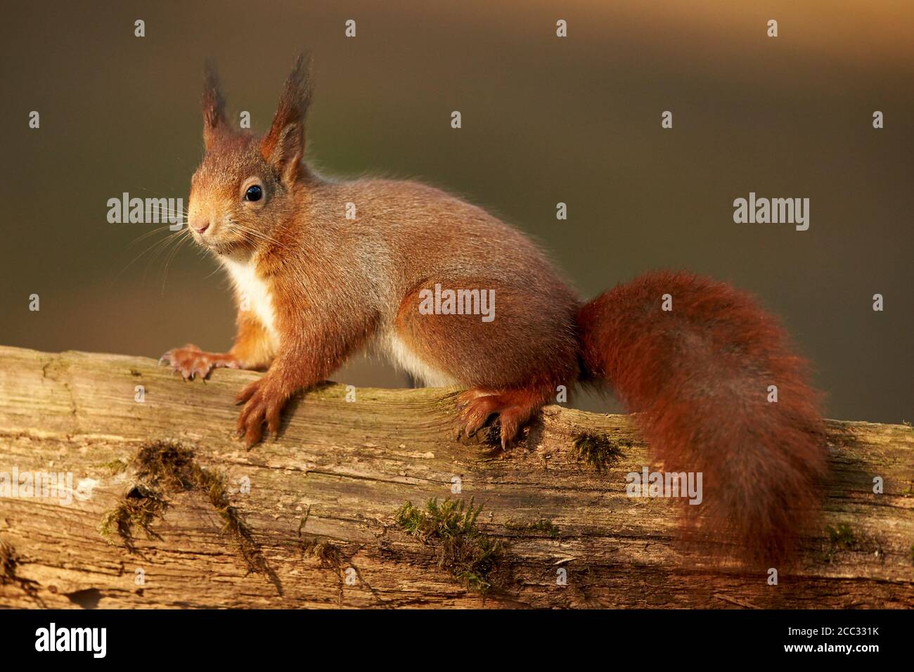 Eurasian Red Squirrel in woodland (Sciurus vulgaris Stock Photo - Alamy