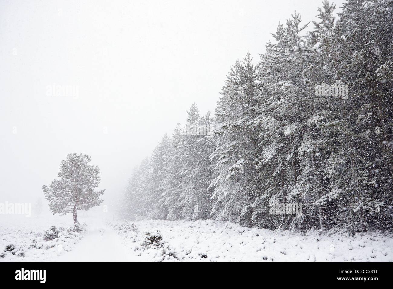 Pine tree forest in a snow storm, Cairngorms National Park, Scotland ...