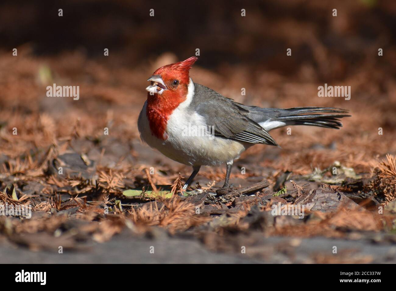 red-crested cardinal (Paroaria coronata) feeding on the ground Stock ...