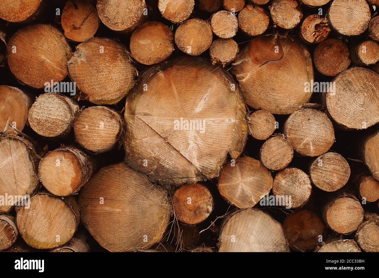 Freshly sawn logs hi-res stock photography and images - Alamy