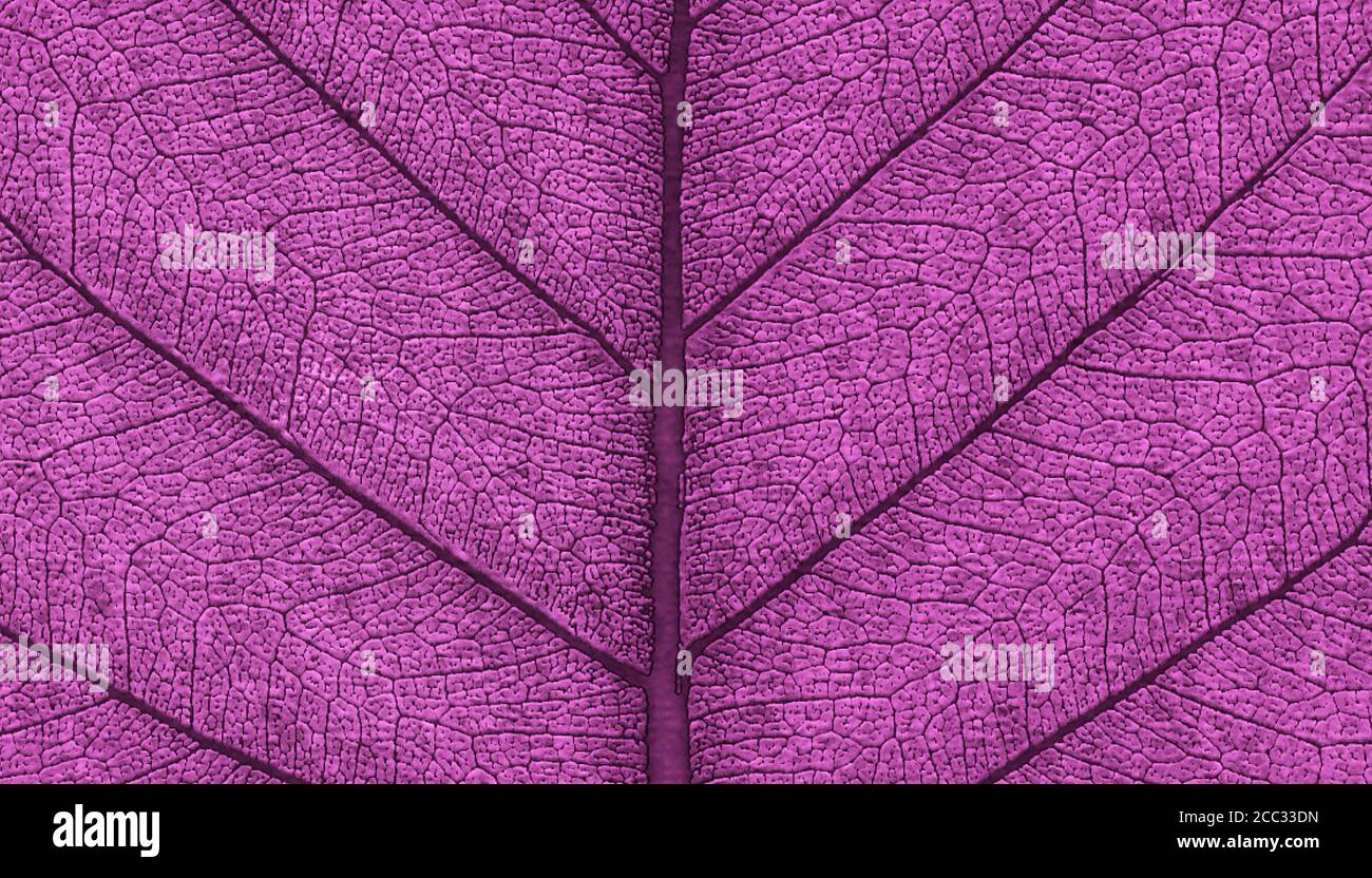 Leaf natural background zoomed texture 3d rendering abstract design ...