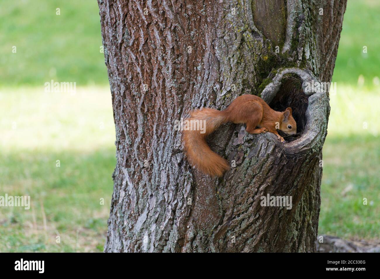 Know nature closely. Red squirrel climb tree trunk. Wild animal in ...