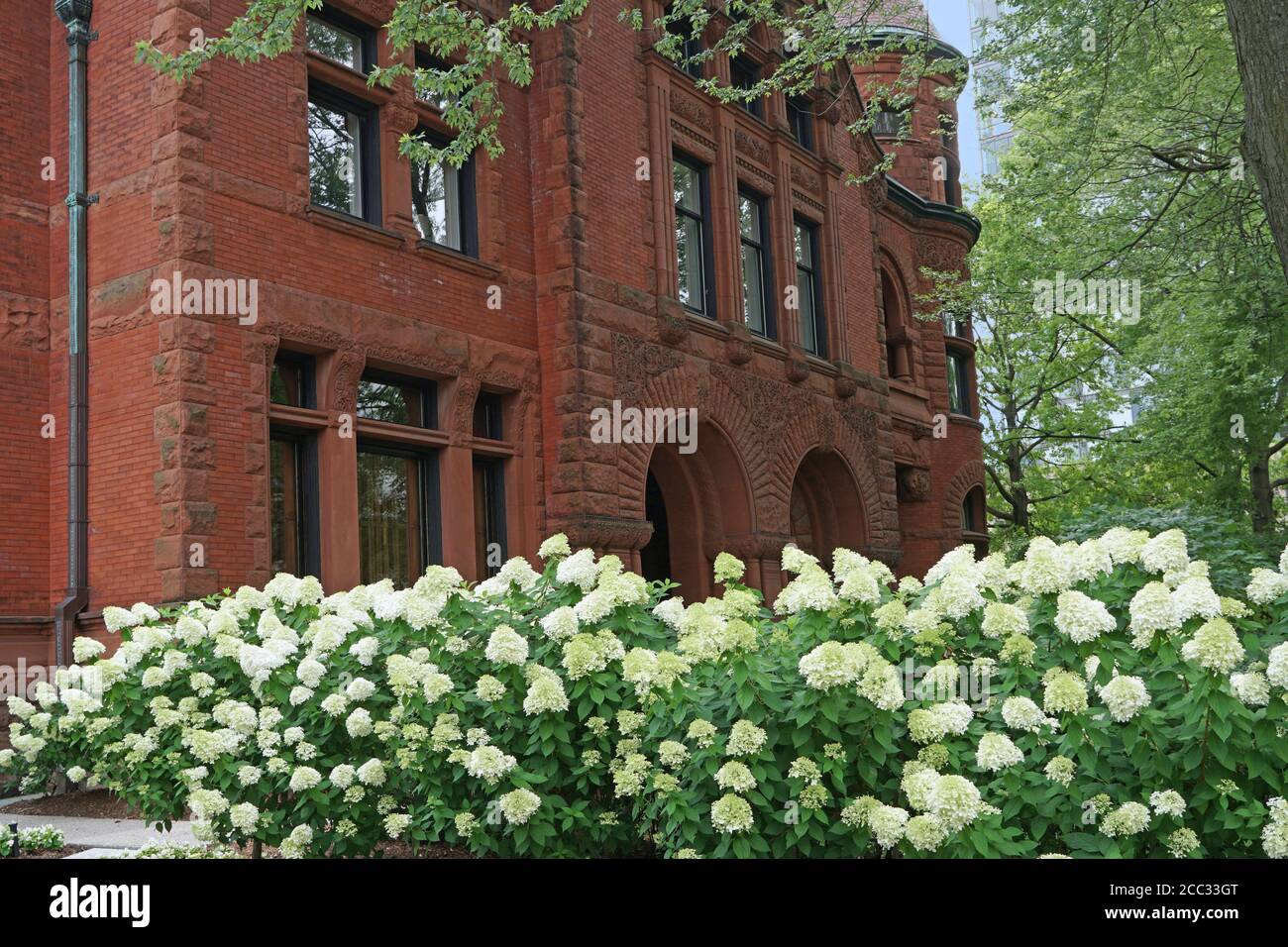 Hydrangea bushes hi-res stock photography and images - Alamy