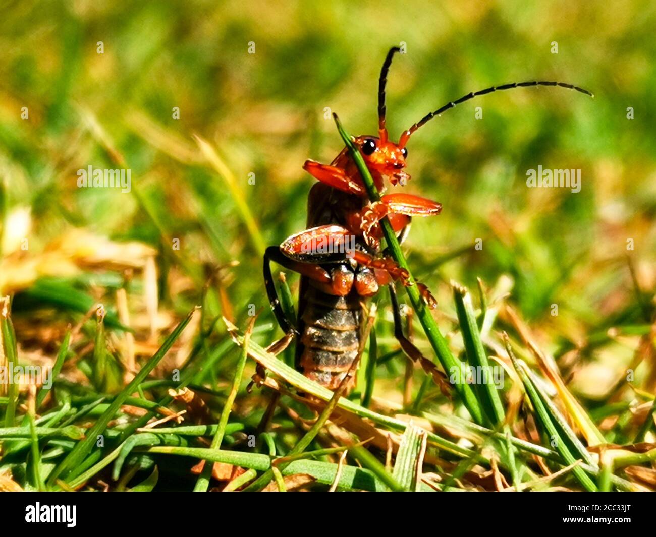 Insect and grass hi-res stock photography and images - Alamy