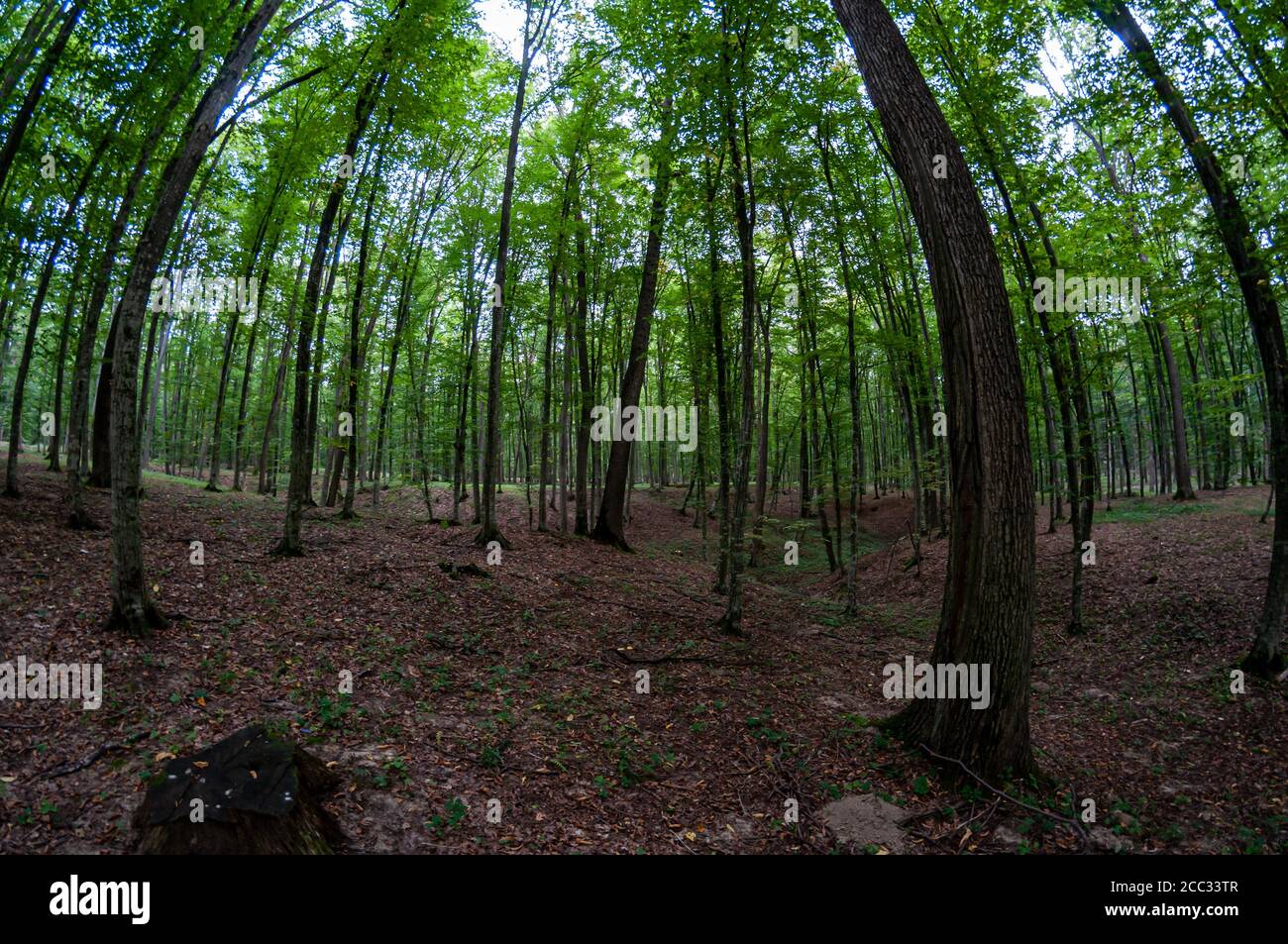 A view from the ground up of tall trees in a forest. Fisheye view Stock ...