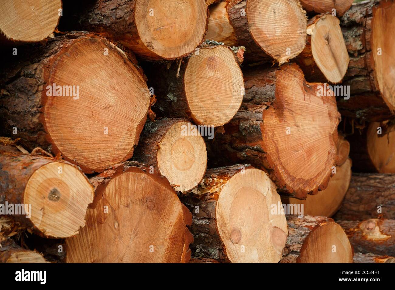 Fir tree logs hi-res stock photography and images - Alamy