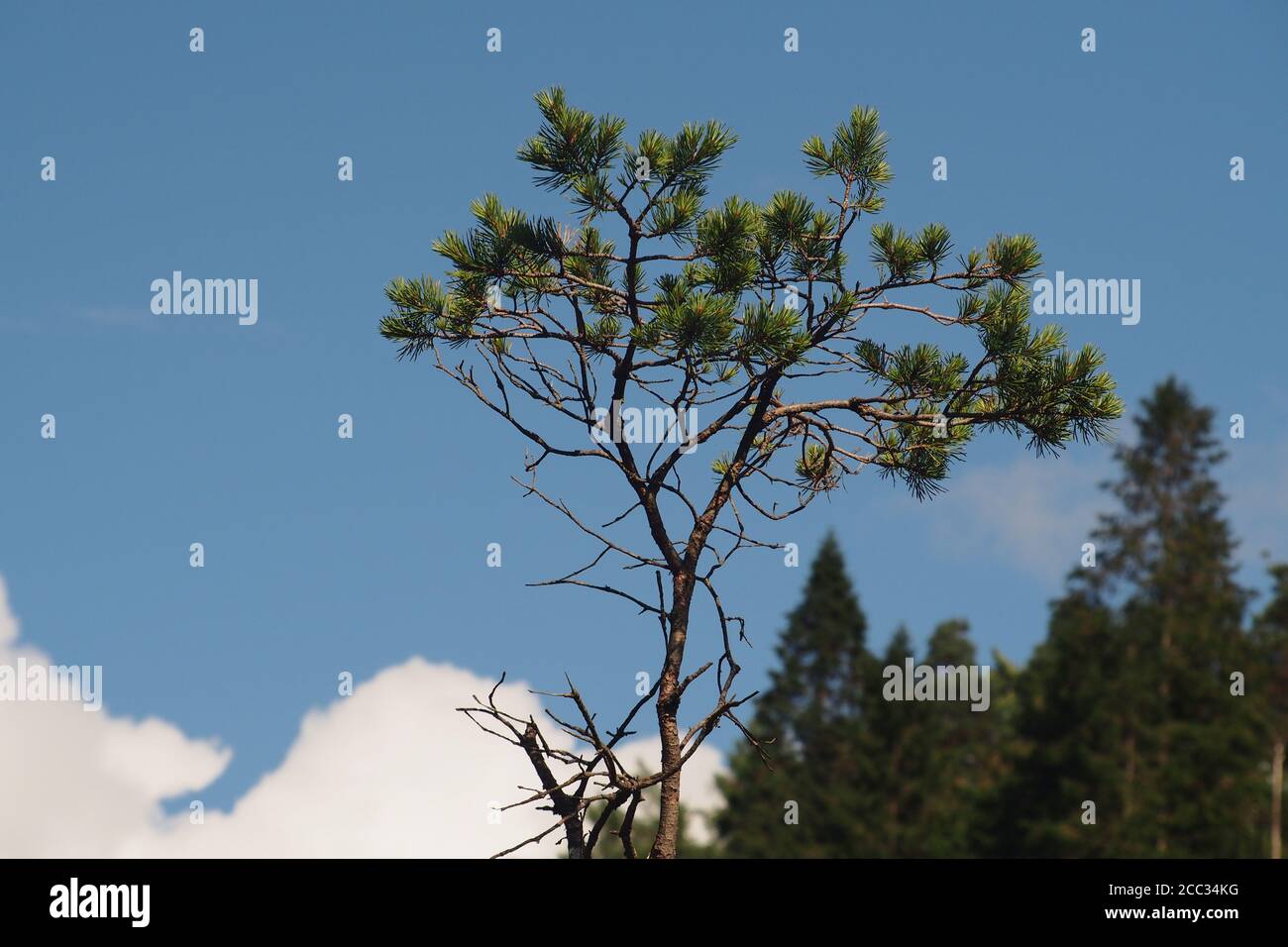 Spindly tree hi-res stock photography and images - Alamy