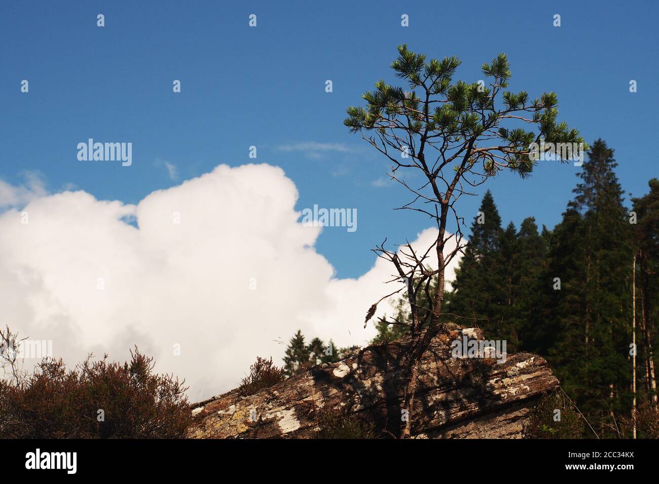 A view of small self seeded evergreen tree looking from underneath up ...