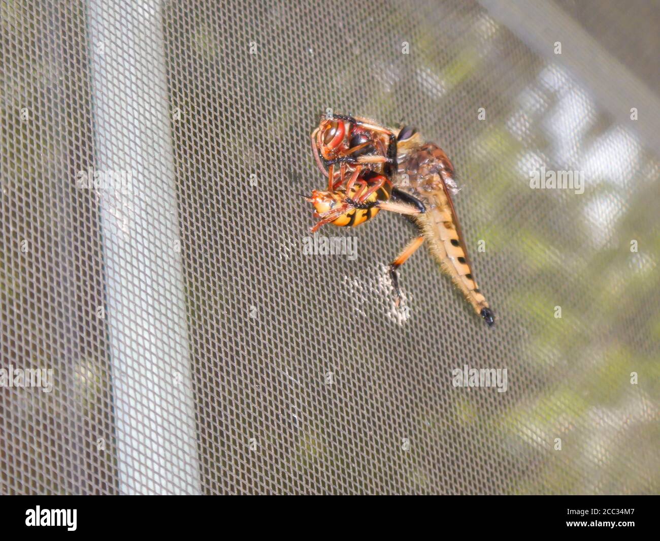 Red-footed cannibalfly subspecies of a robber fly, also called a bee ...
