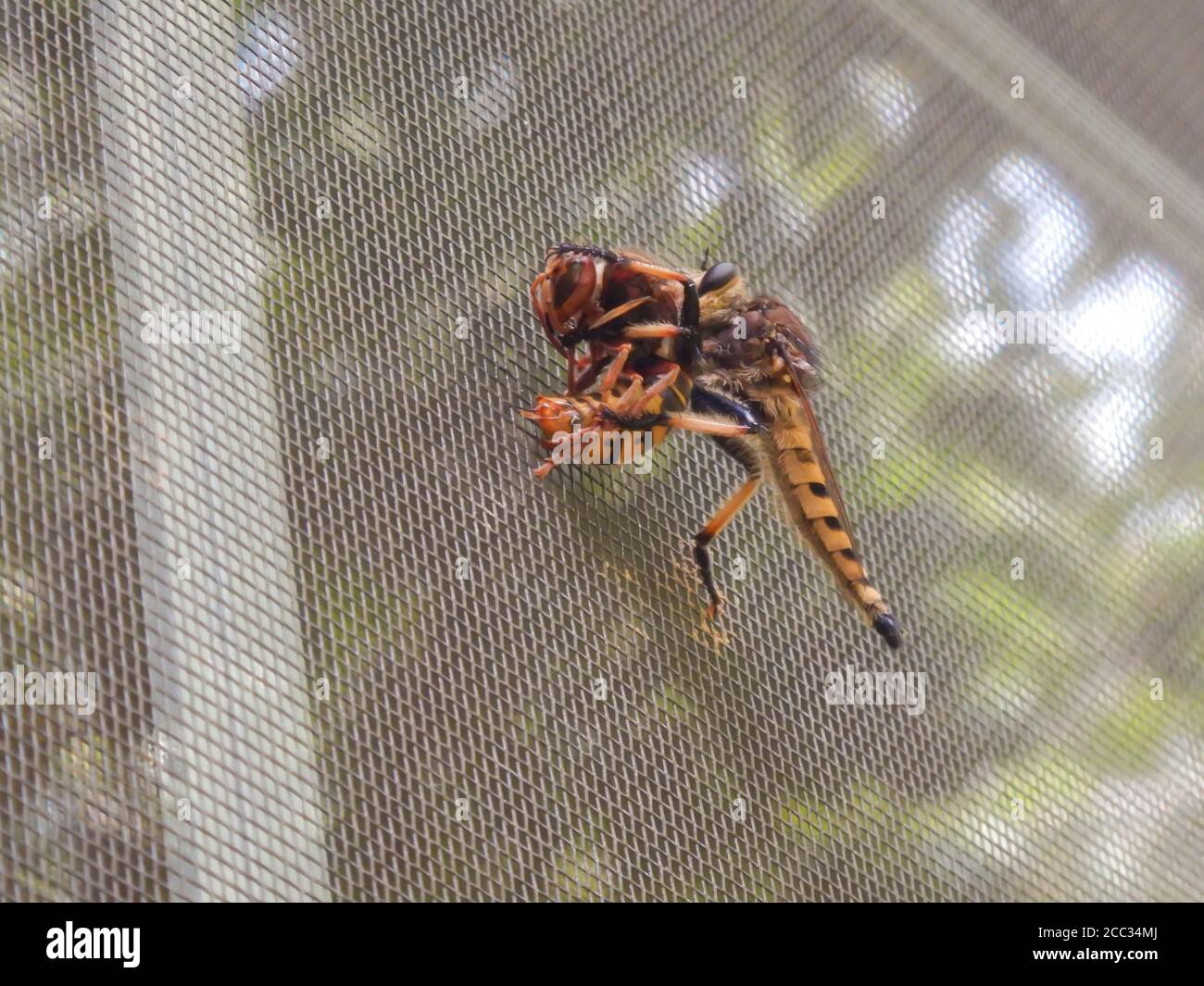 Red footed cannibalfly hi-res stock photography and images - Alamy