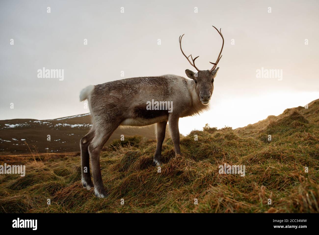 Cairngorm scotland hi-res stock photography and images - Alamy