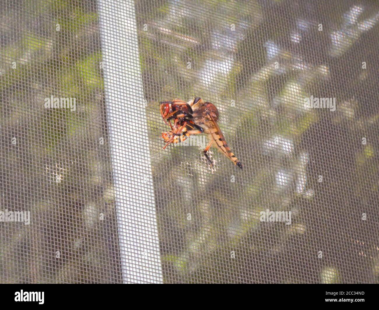 Red-footed cannibalfly subspecies of a robber fly, also called a bee ...