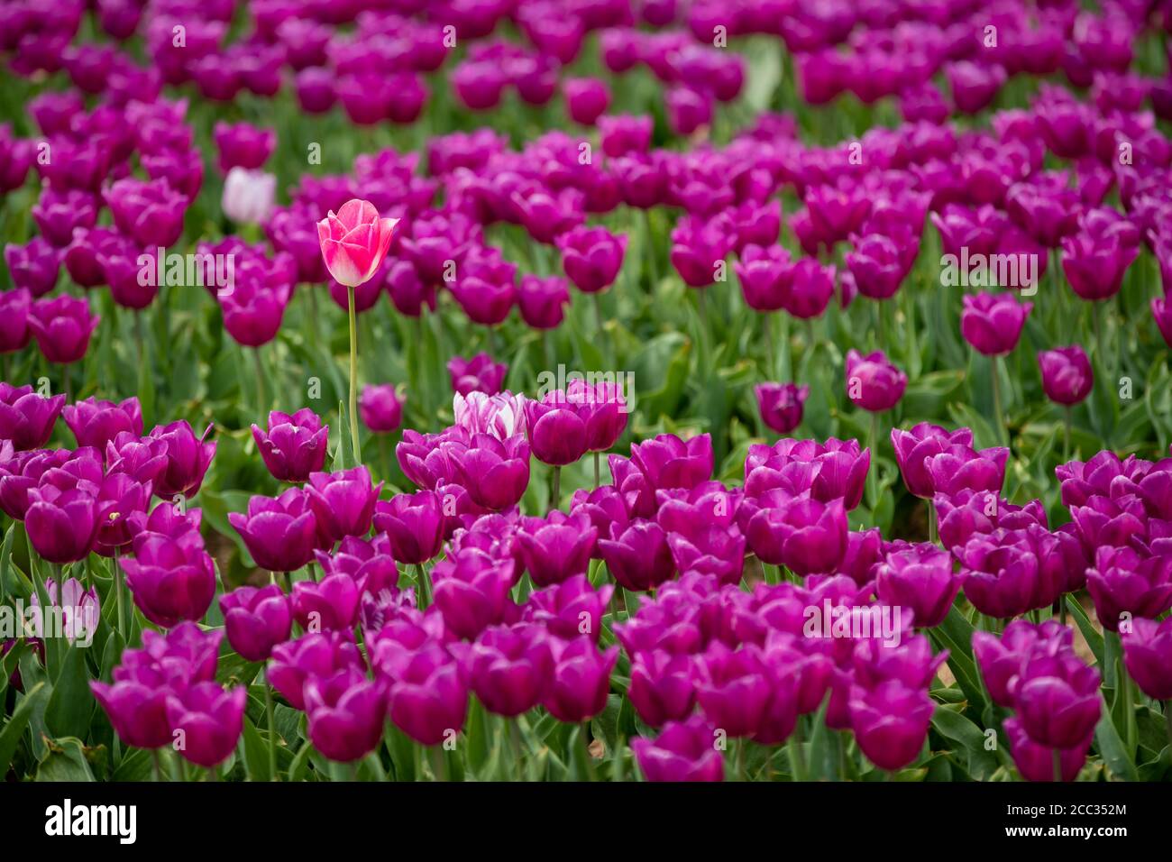Beautiful tulip field rows hi-res stock photography and images - Alamy