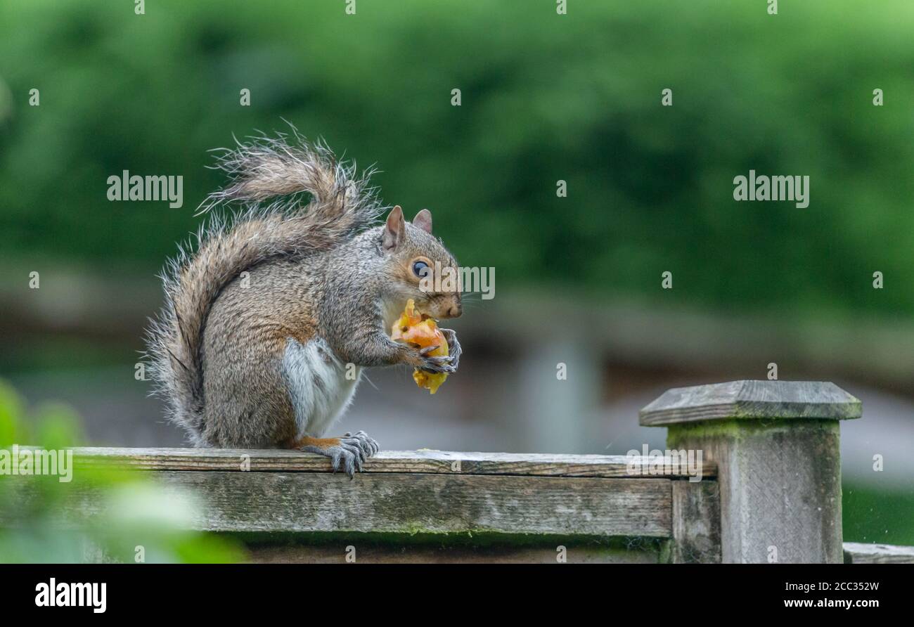 Vermin fence hi-res stock photography and images - Alamy