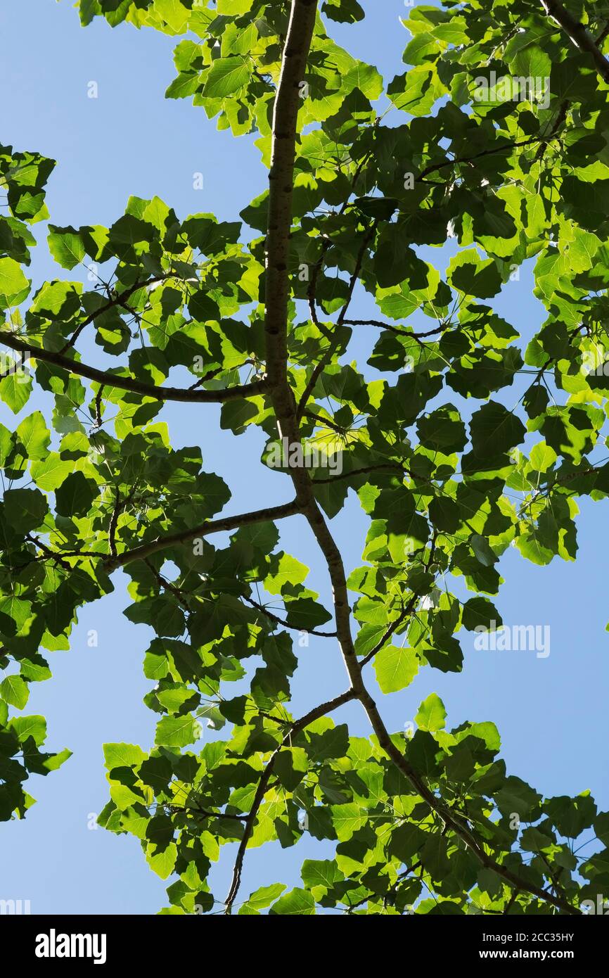 Populus - Poplar tree leaves Stock Photo - Alamy