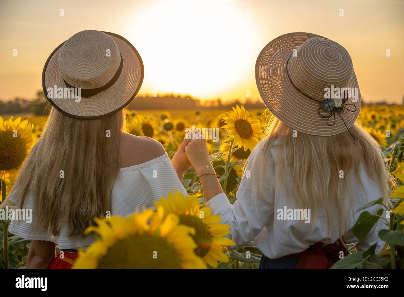 Young girls standing back to camera in a sunflower field at sunset ...