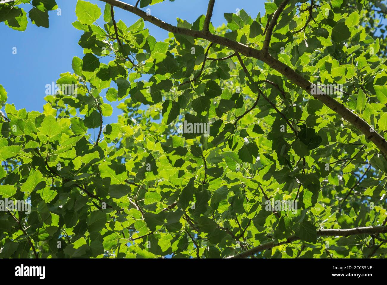 Leaves backlit summer poplar tree hi-res stock photography and images ...
