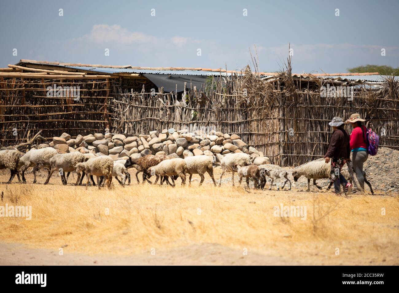 Rural Sullana Province, in Peru, South America, has a dry, arid and ...