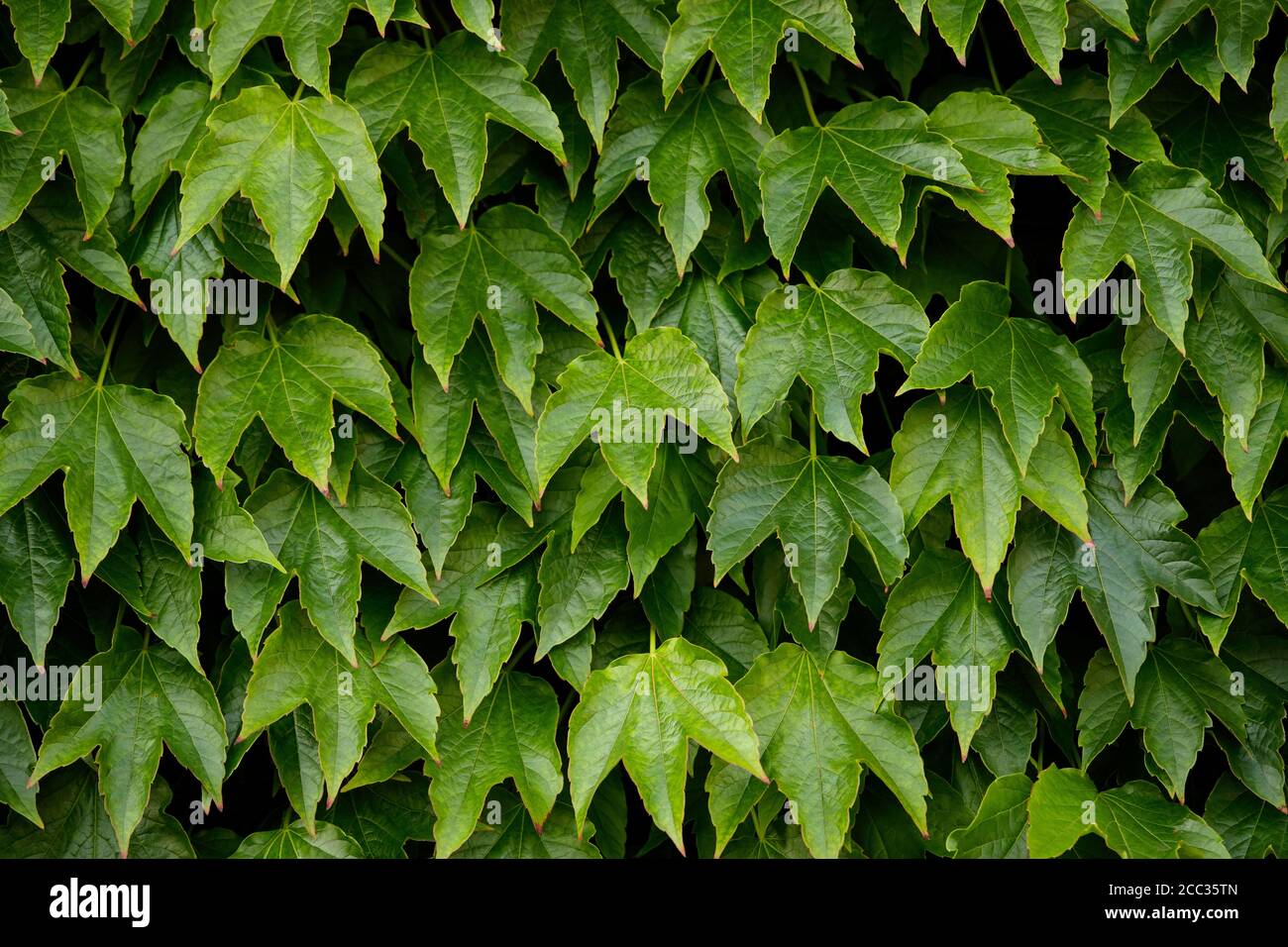 Boston Ivy (Parthenocissus Tricuspidaca Veitchii Stock Photo - Alamy