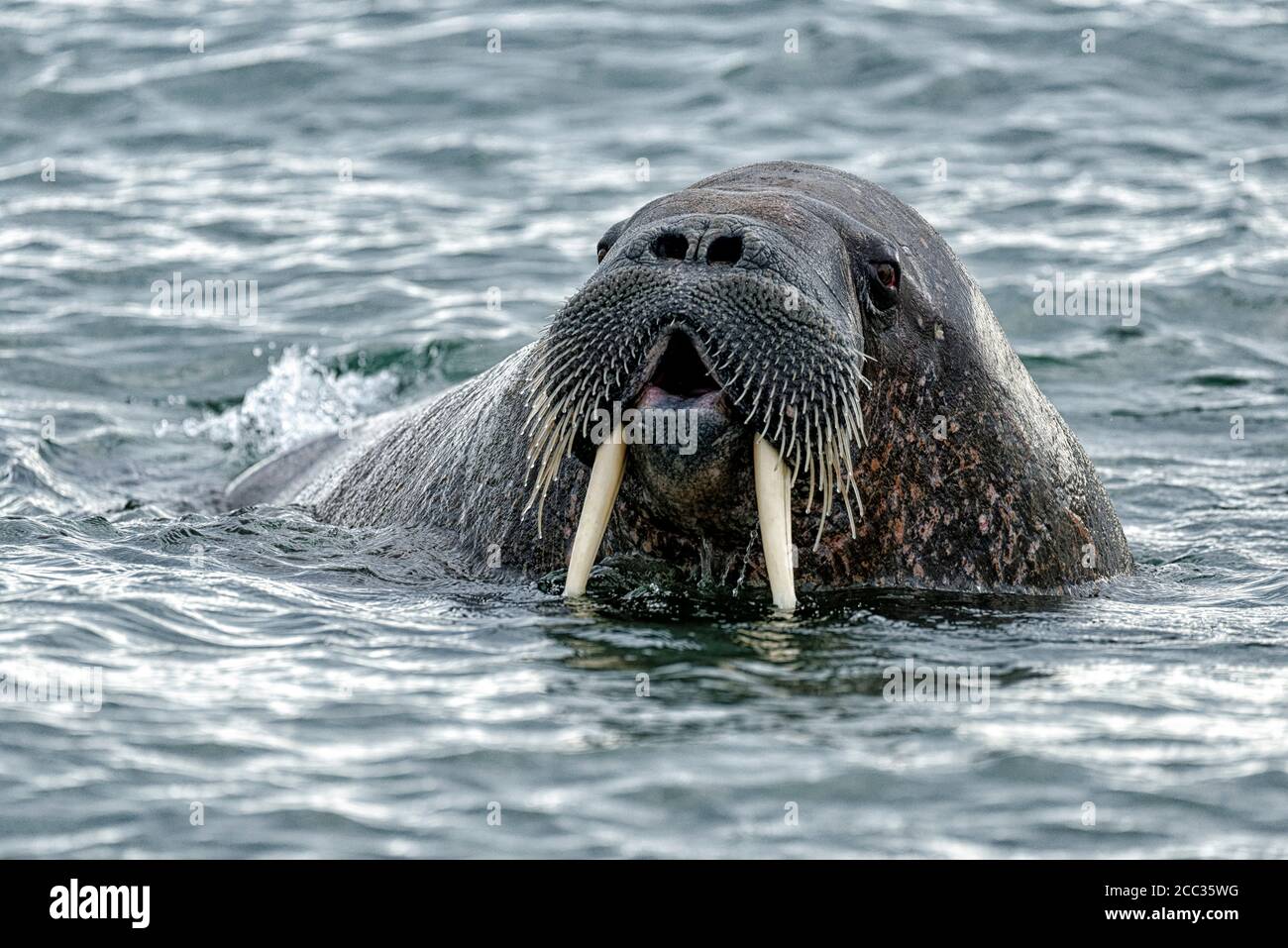 Walrus tusk mouth hi-res stock photography and images - Alamy