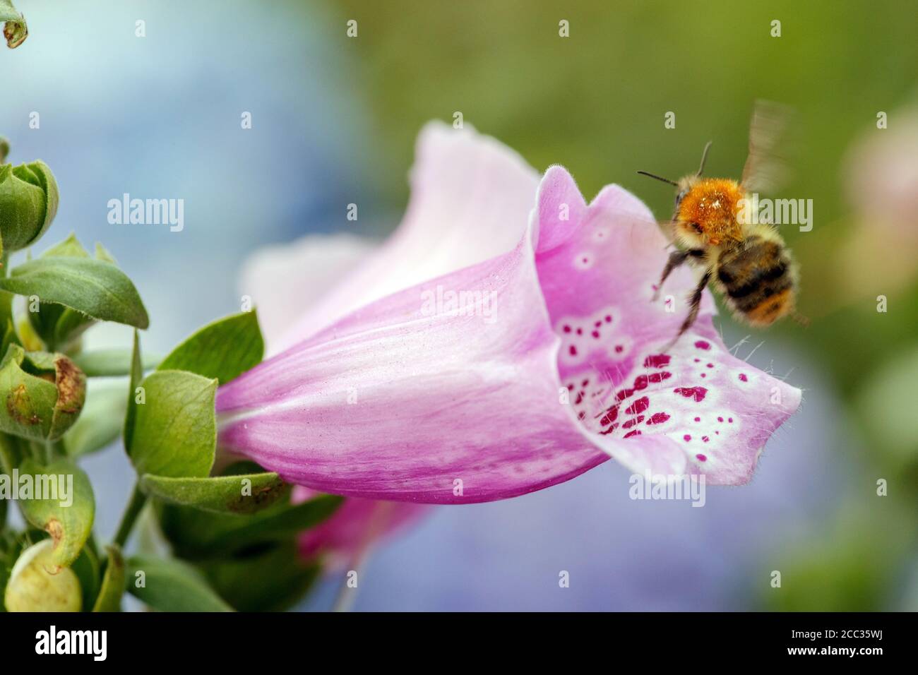 Bee insect flower hi-res stock photography and images - Alamy