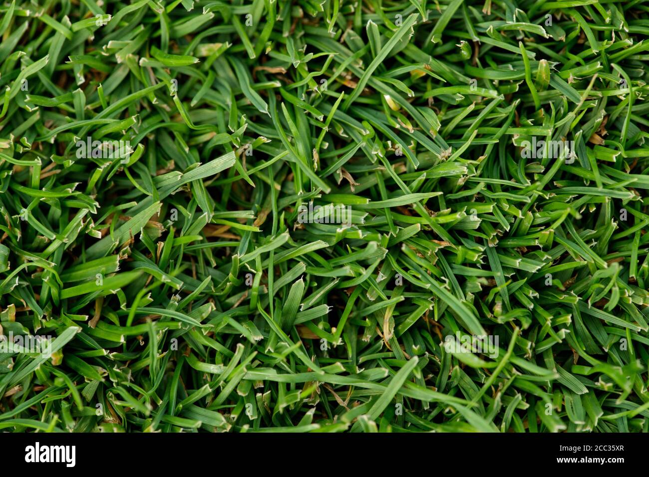 Grass at Wimbledon Championships Stock Photo - Alamy