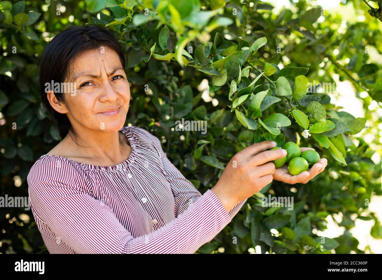 A woman farmer harvests limes in her orchard in Sullana Province, Peru ...