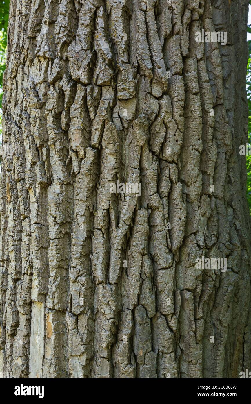 Poplar tree bark hi-res stock photography and images - Alamy