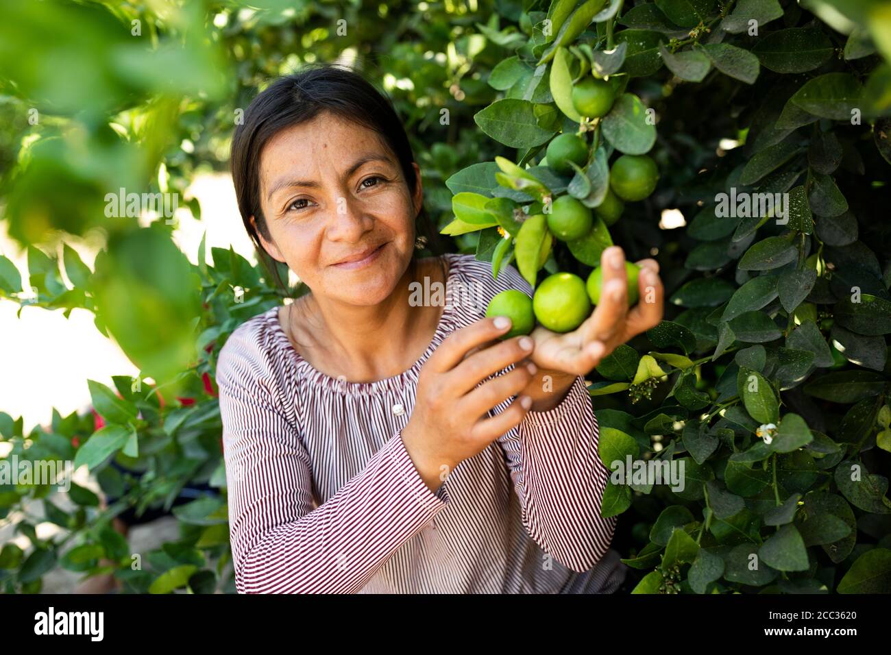 A woman farmer harvests limes in her orchard in Sullana Province, Peru ...