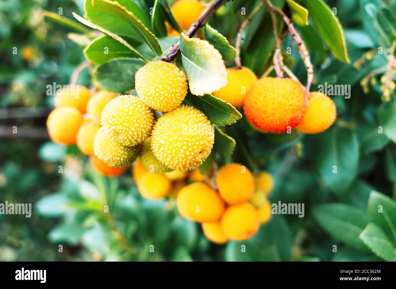 Strawberry tree fruit and foliage background. Natural background ...