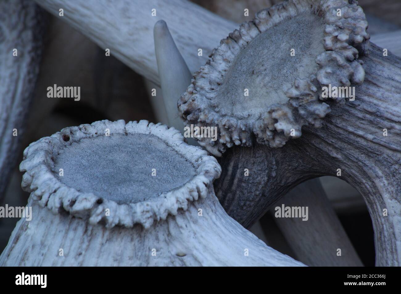 Dropped both antlers hi-res stock photography and images - Alamy