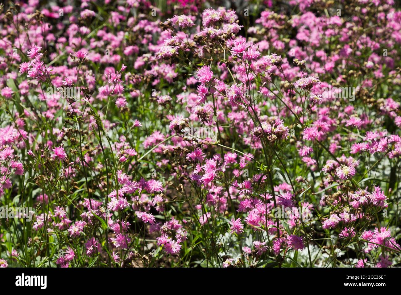 Lychnis flos-cuculi 'Petite Jenny' - Ragged Robin flowers Stock Photo ...