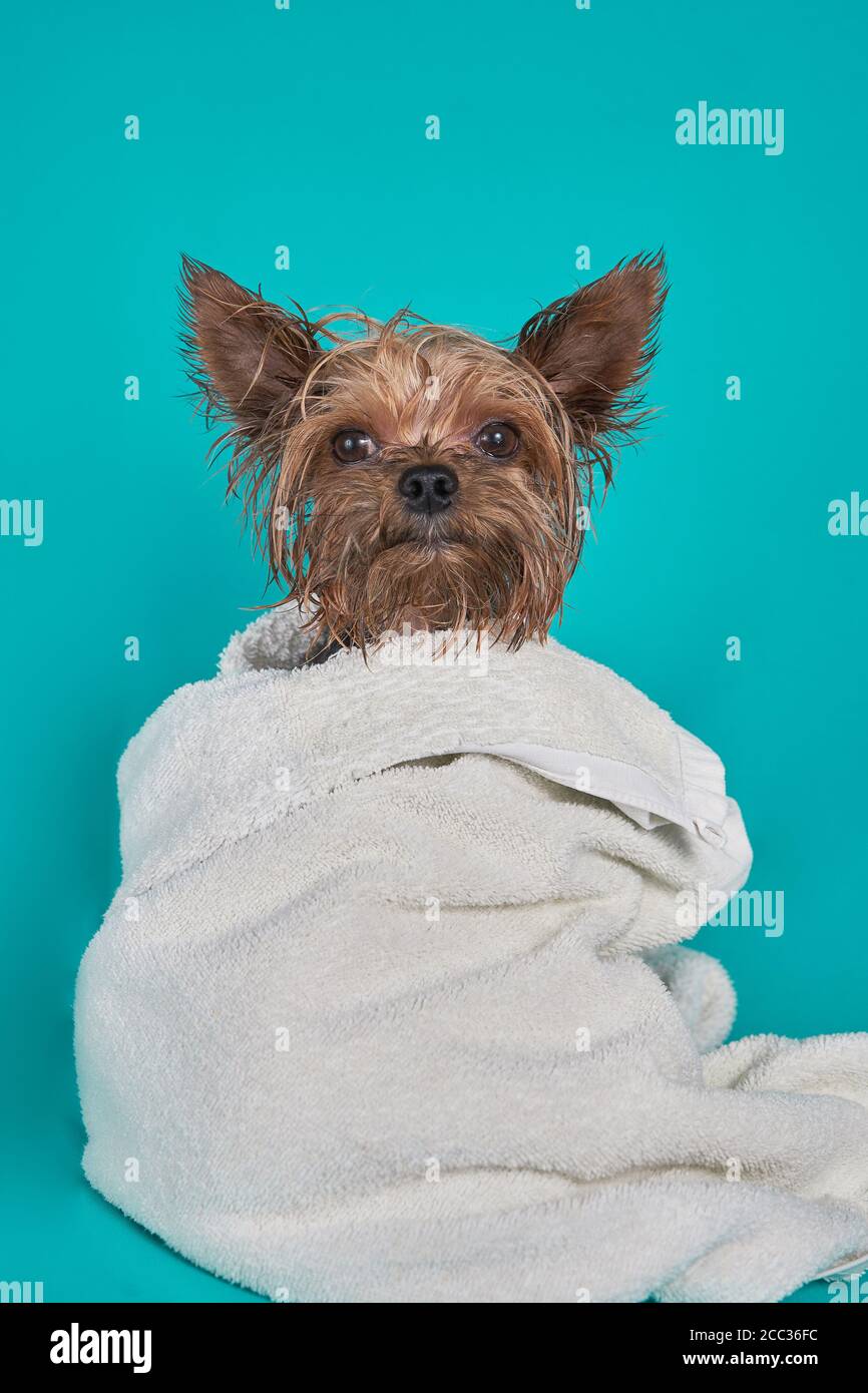 Pet shower hi-res stock photography and images - Alamy