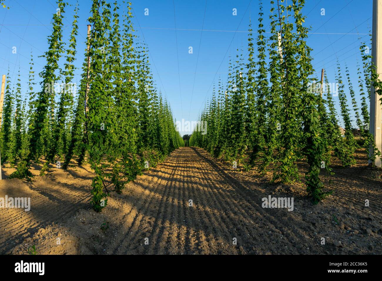 Green hops field. Fully grown hop bines. Hops field in Bavaria Germany ...
