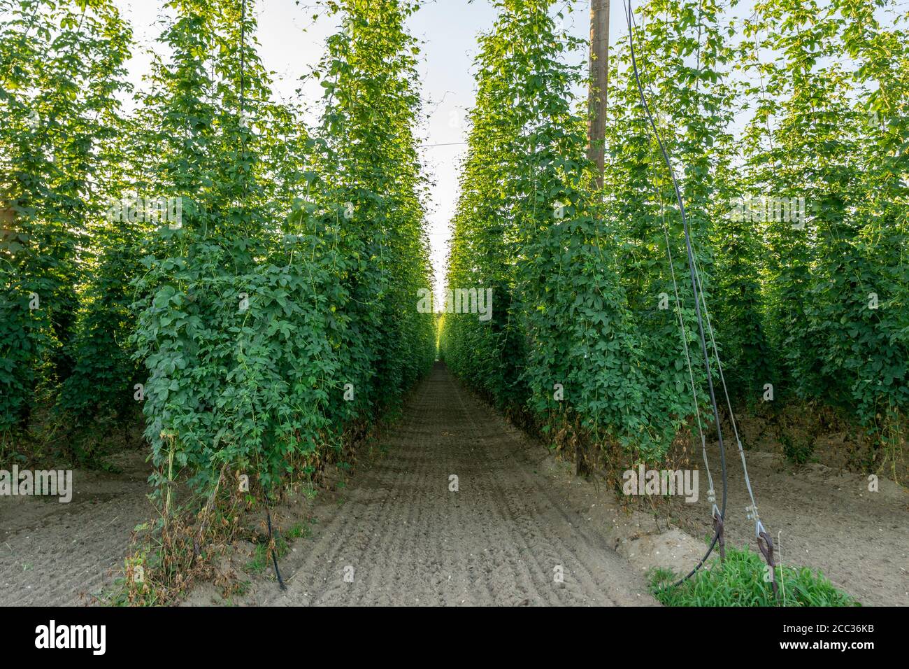 Green hops field. Fully grown hop bines. Hops field in Bavaria Germany ...