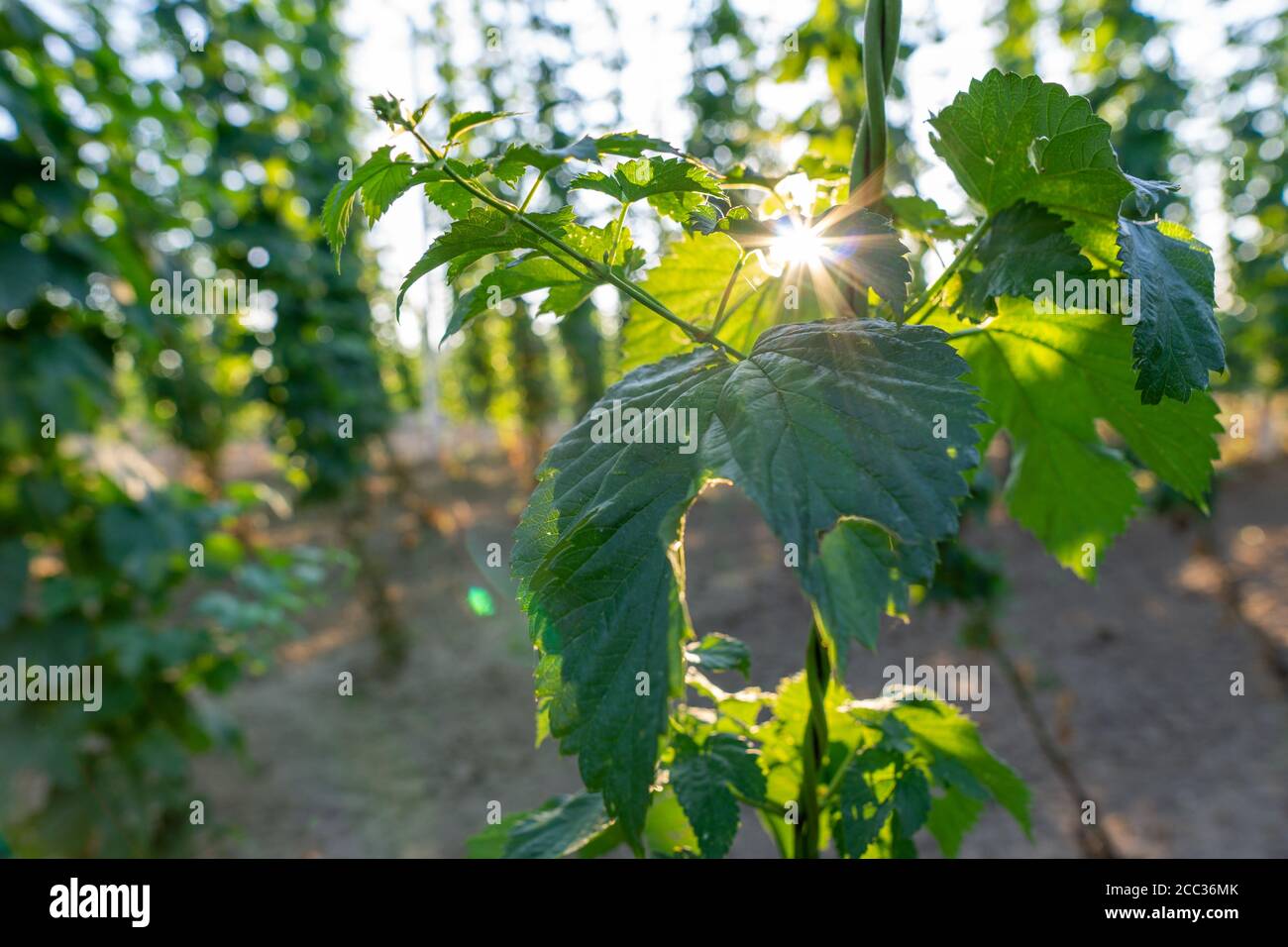 Green hops field. Fully grown hop bines. Hops field in Bavaria Germany ...