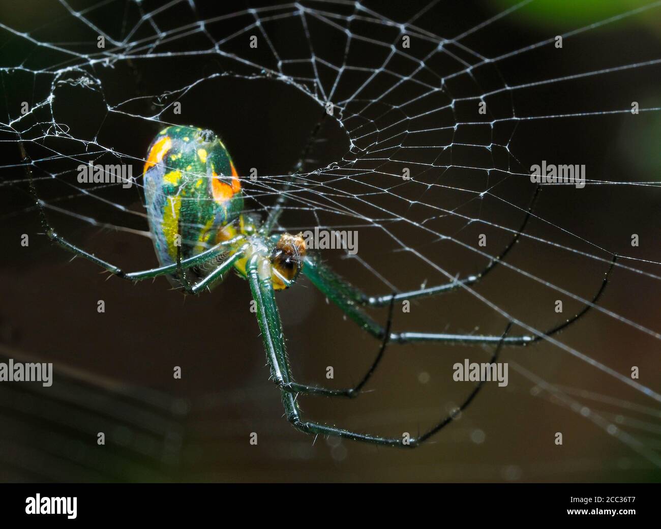 Closeup Image of Tiny Venusta Orchard Spider Hanging From It's Web with ...