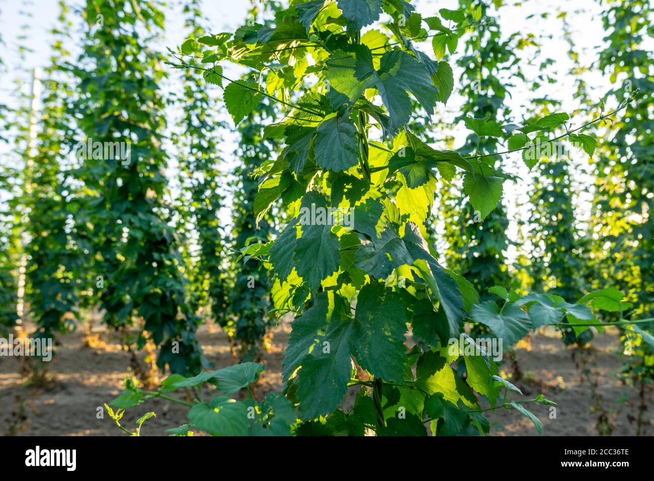 Green hops field. Fully grown hop bines. Hops field in Bavaria Germany ...