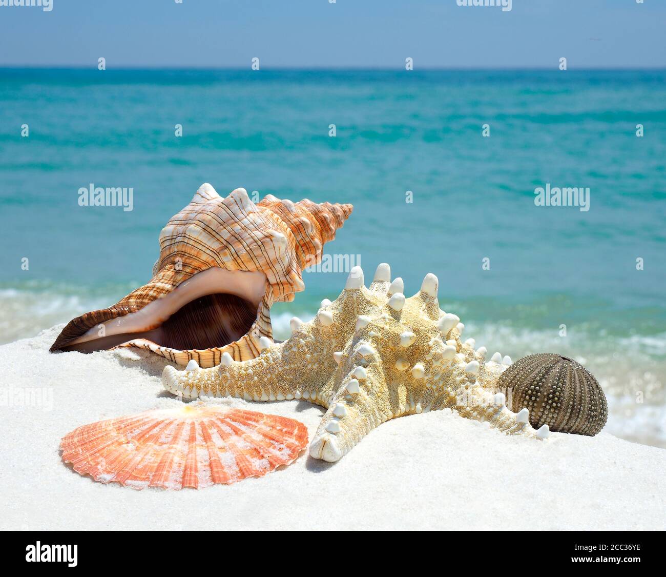 Closeup of Conch and Scallop Shell as Well as a Sea Star and Sea Urchin ...