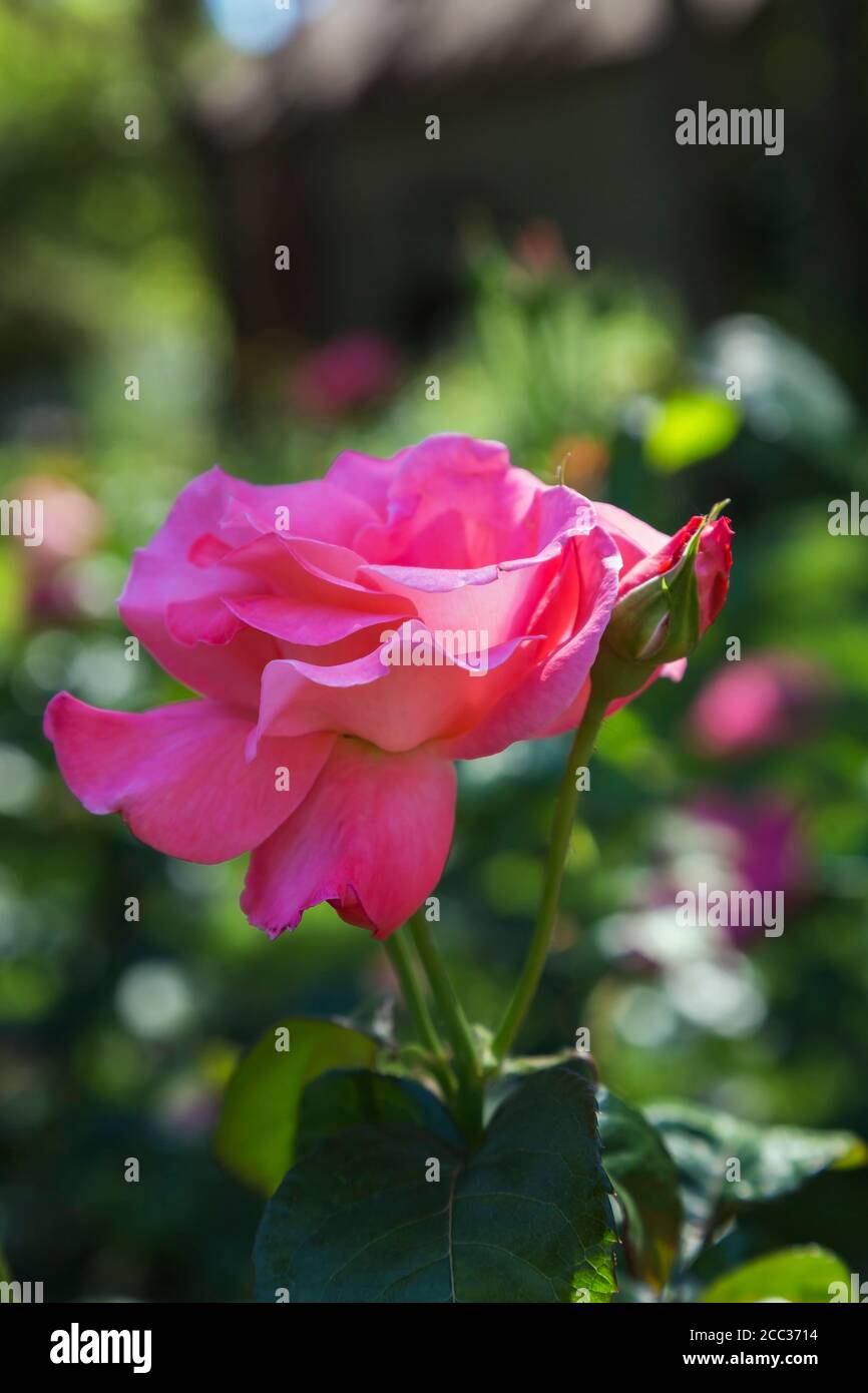 Hybrid class hi-res stock photography and images - Alamy