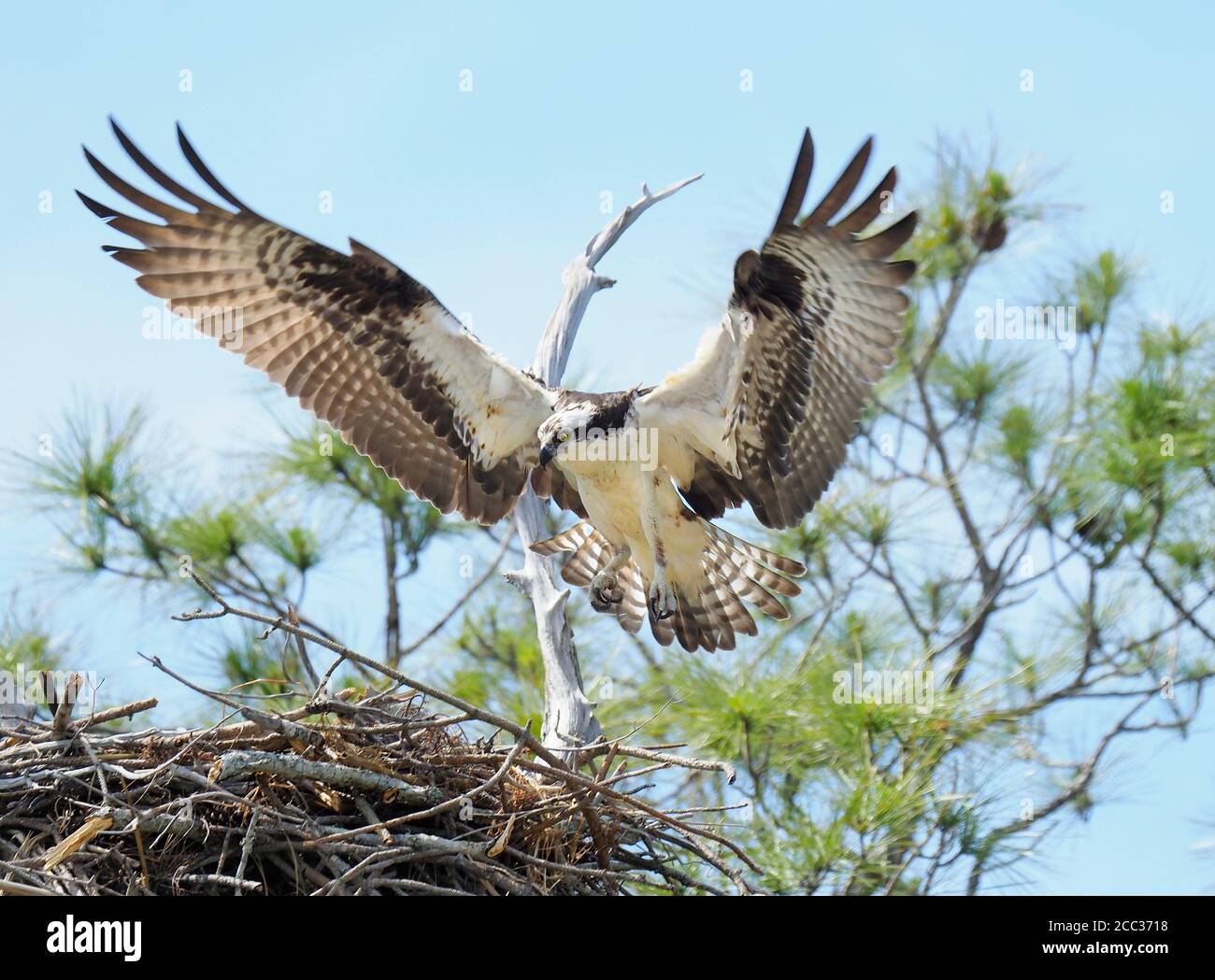 Osprey Landing On It's Nest in the Pine Trees Stock Photo - Alamy