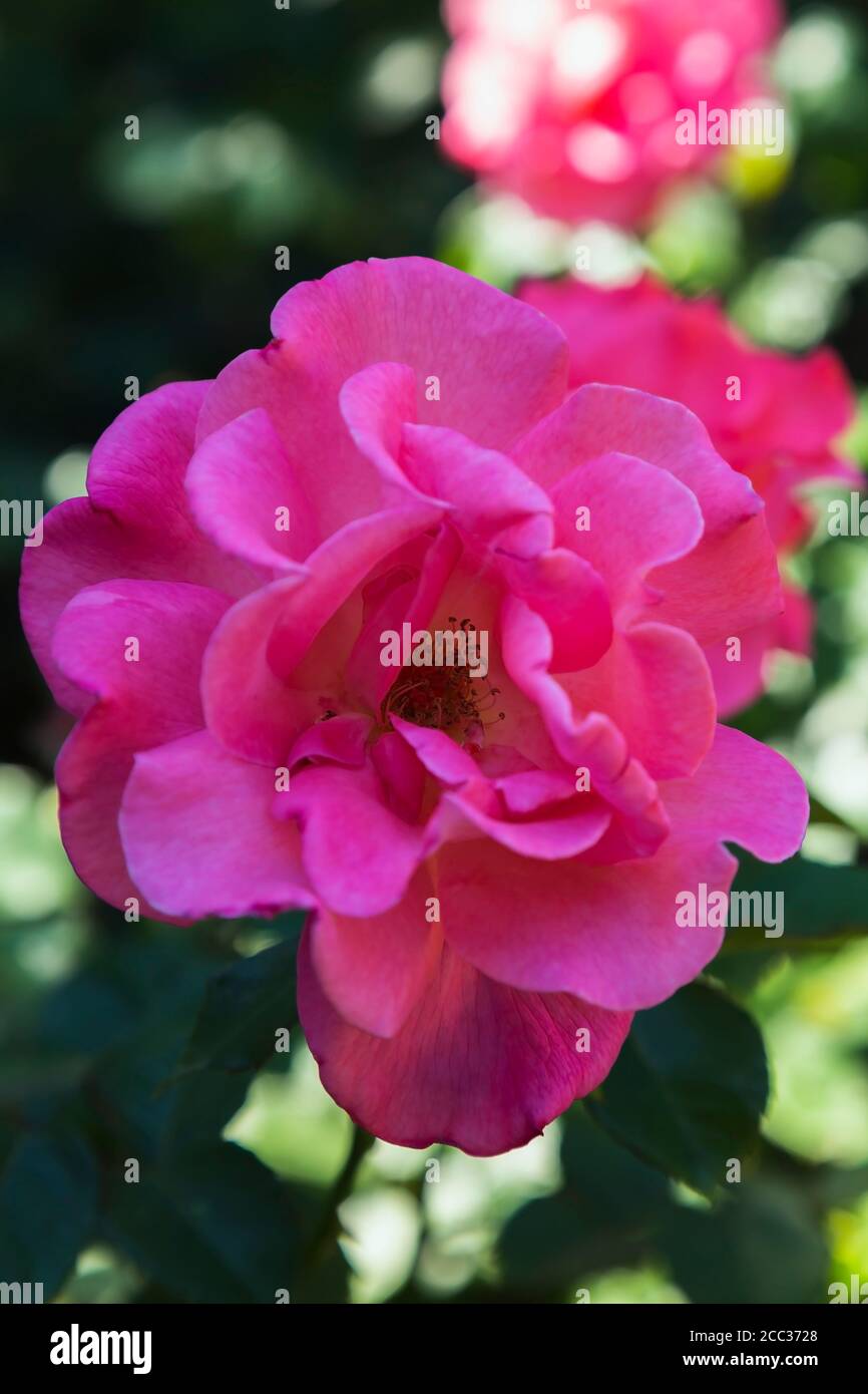 Rosa 'Touch of Class' - Hybrid Tea Rose Stock Photo - Alamy