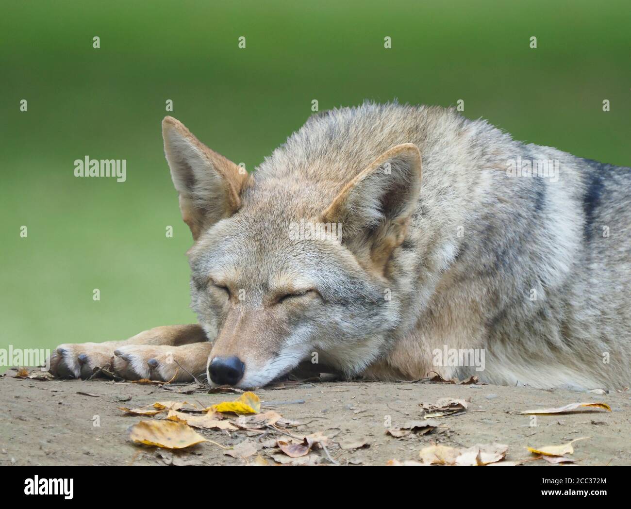 Closeup of an Adult Coyote Sleeping Stock Photo - Alamy