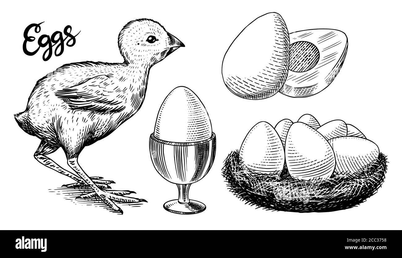 Vintage Chicken Drawing