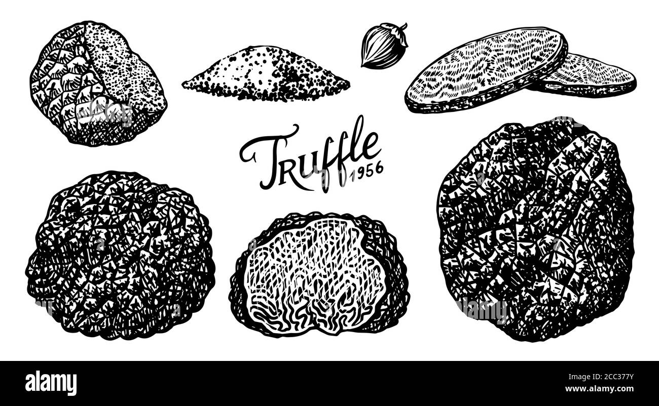 Truffles mushrooms set. Engraved hand drawn vintage sketch. Ingredients ...