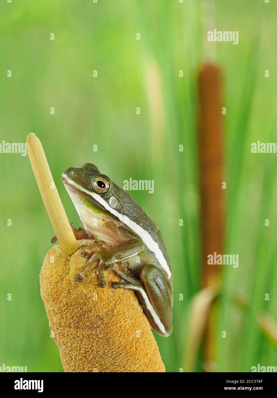 Florida Tree Frog High Resolution Stock Photography and Images - Alamy