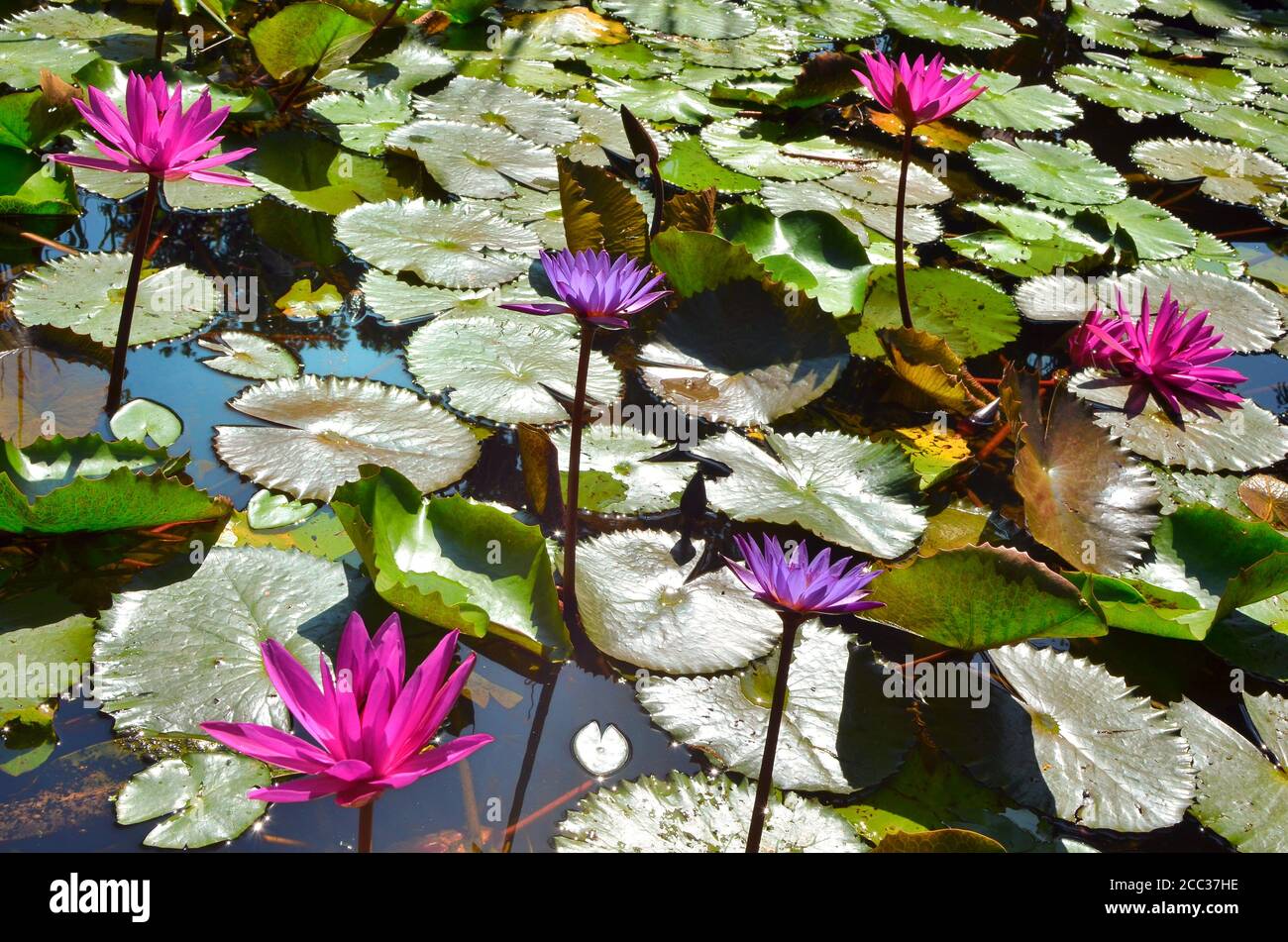 Aquatic vegetation, water plants Stock Photo - Alamy